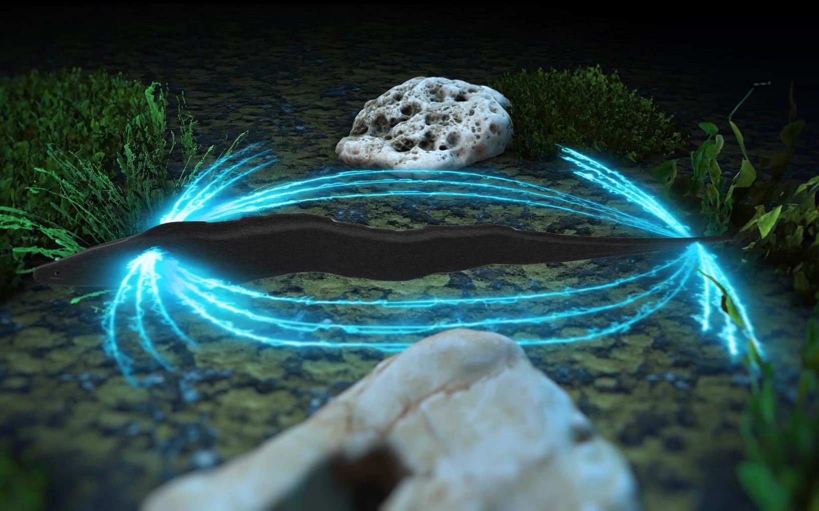 Poissons électriques | Aquarium tropical | Palais de la Porte Dorée