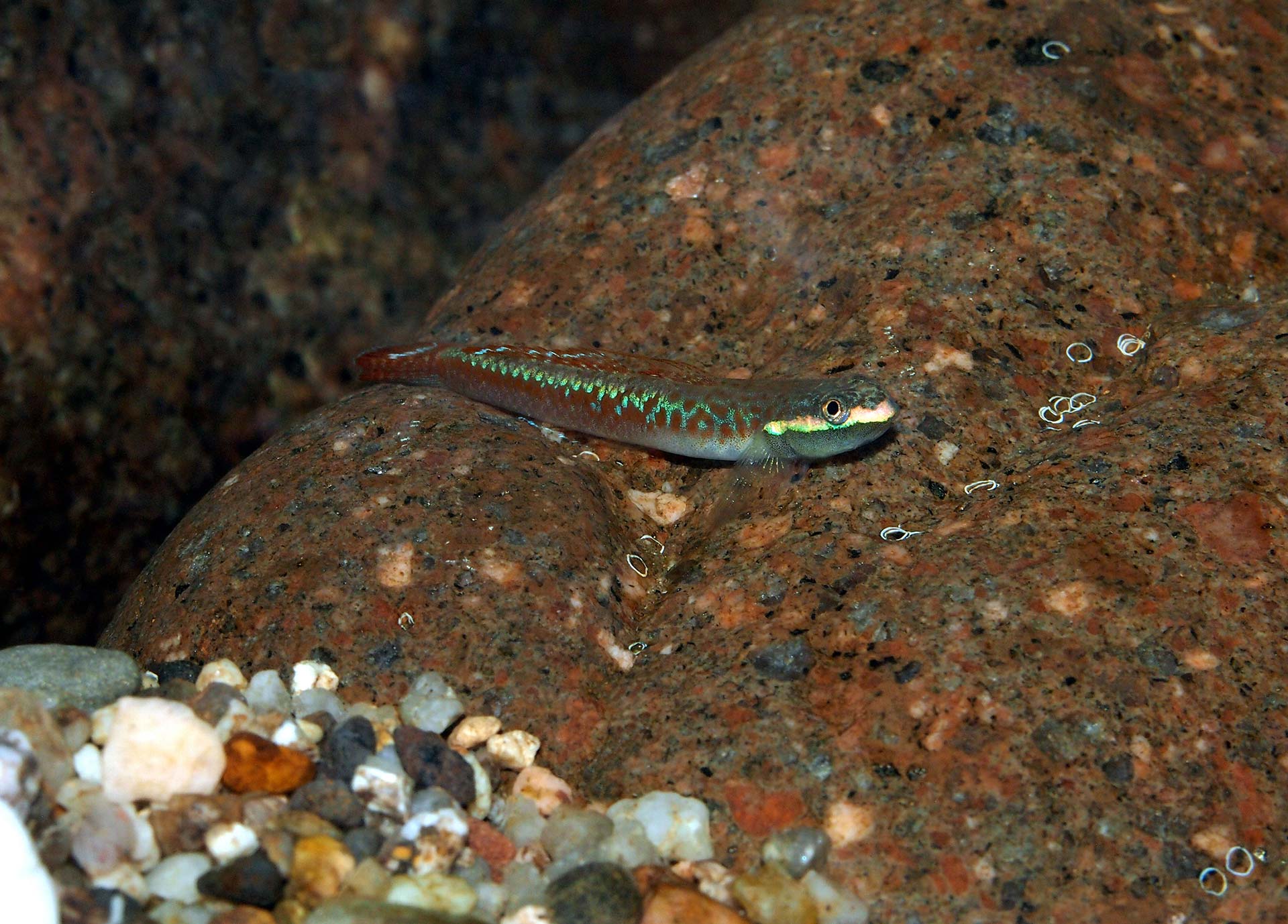 Stiphodon annieae | Aquarium tropical | Palais de la Porte Dorée