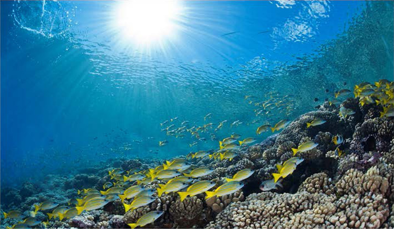 Les récifs coralliens face au changement climatique | Aquarium tropical ...