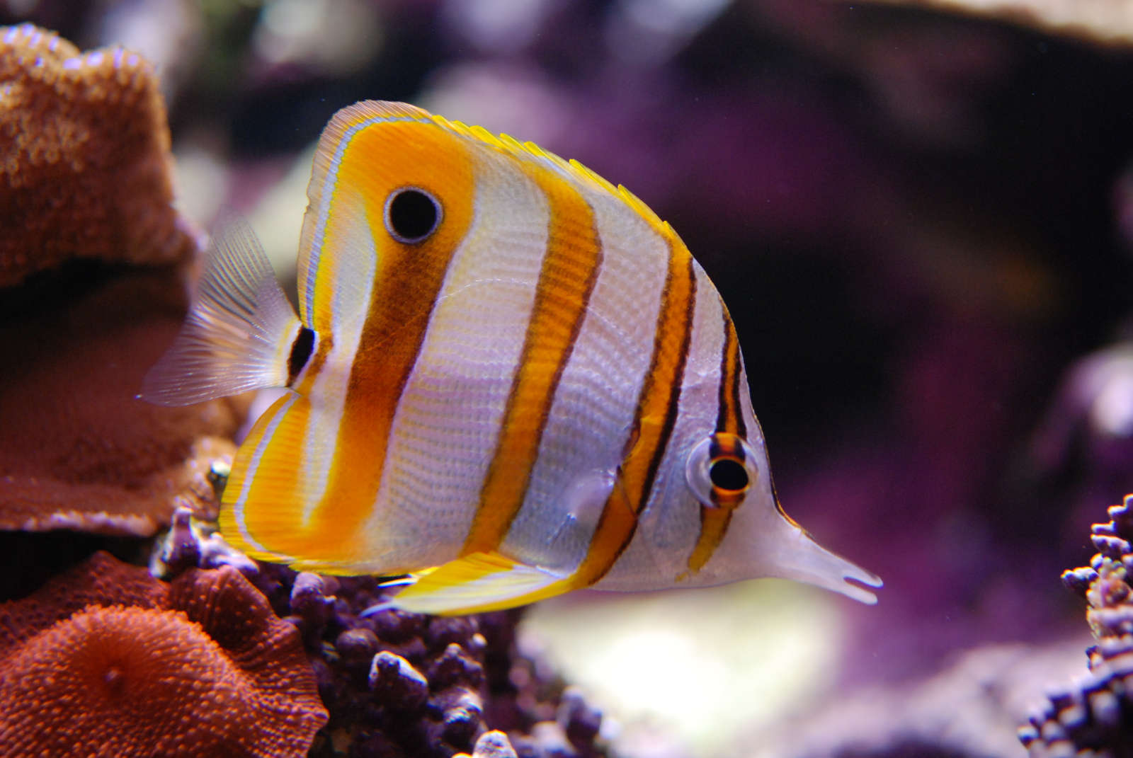 Chelmon à bec médiocre | Aquarium tropical | Palais de la Porte Dorée