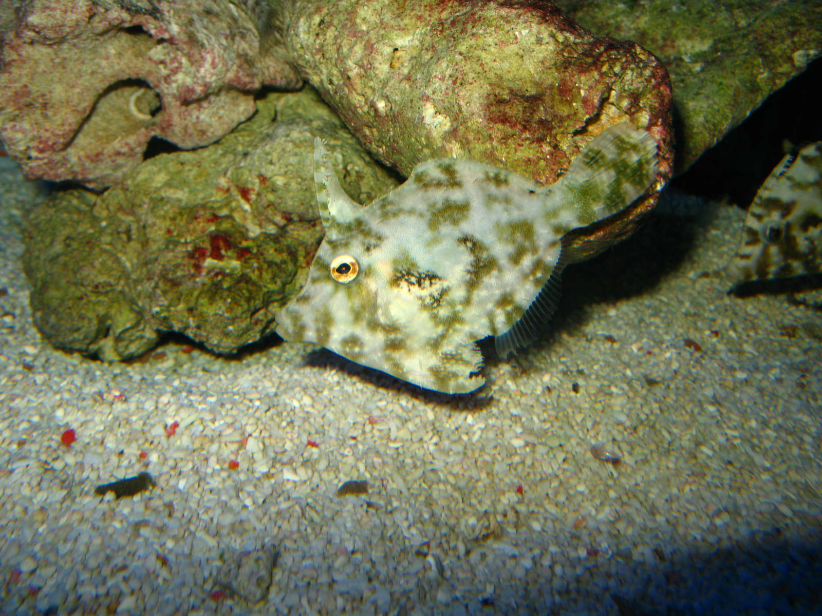 Poisson lime des herbiers | Aquarium tropical | Palais de la Porte Dorée
