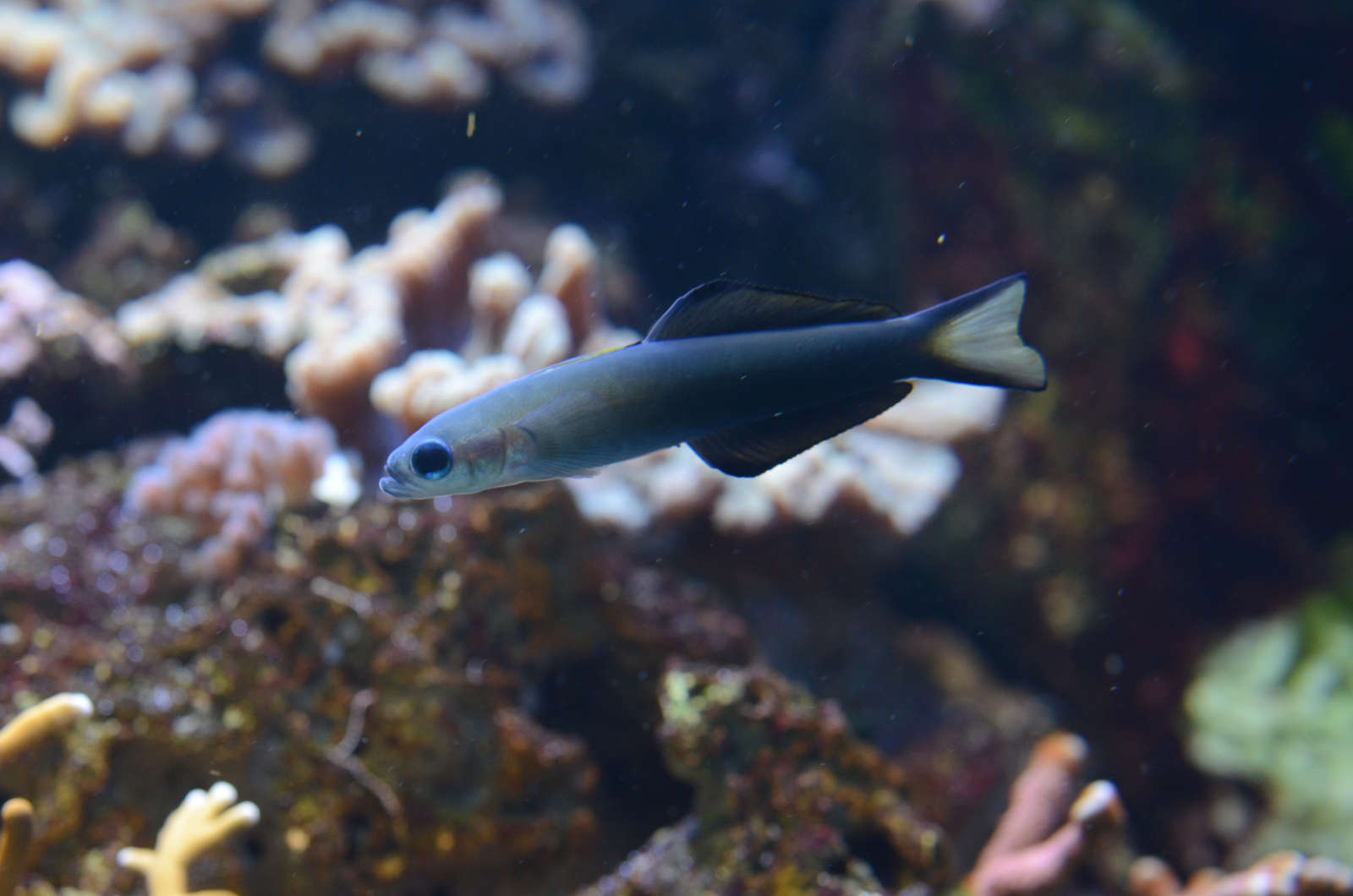 Eleotris à trois couleurs | Aquarium tropical | Palais de la Porte Dorée