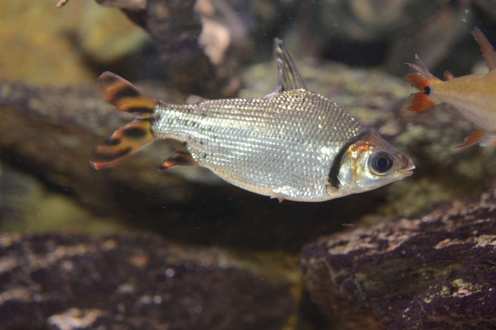 Prochilodus argent | Aquarium tropical | Palais de la Porte Dorée