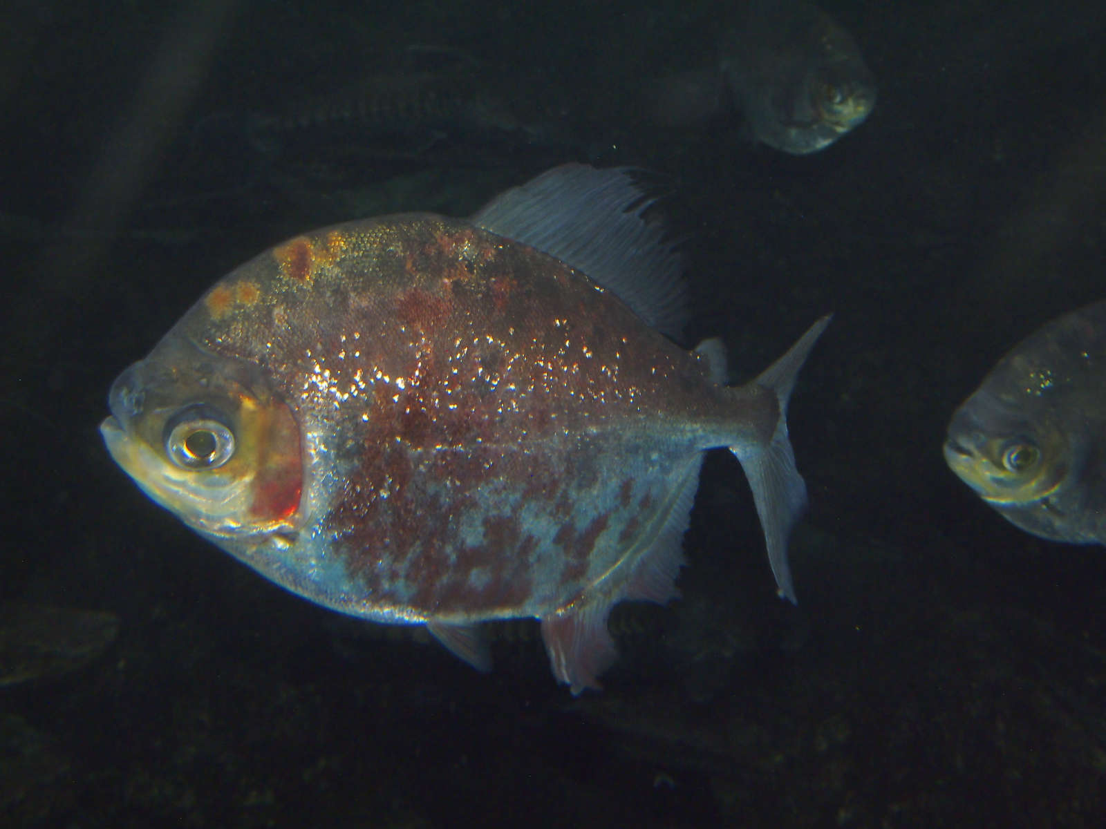 Metynnis tacheté | Aquarium tropical | Palais de la Porte Dorée