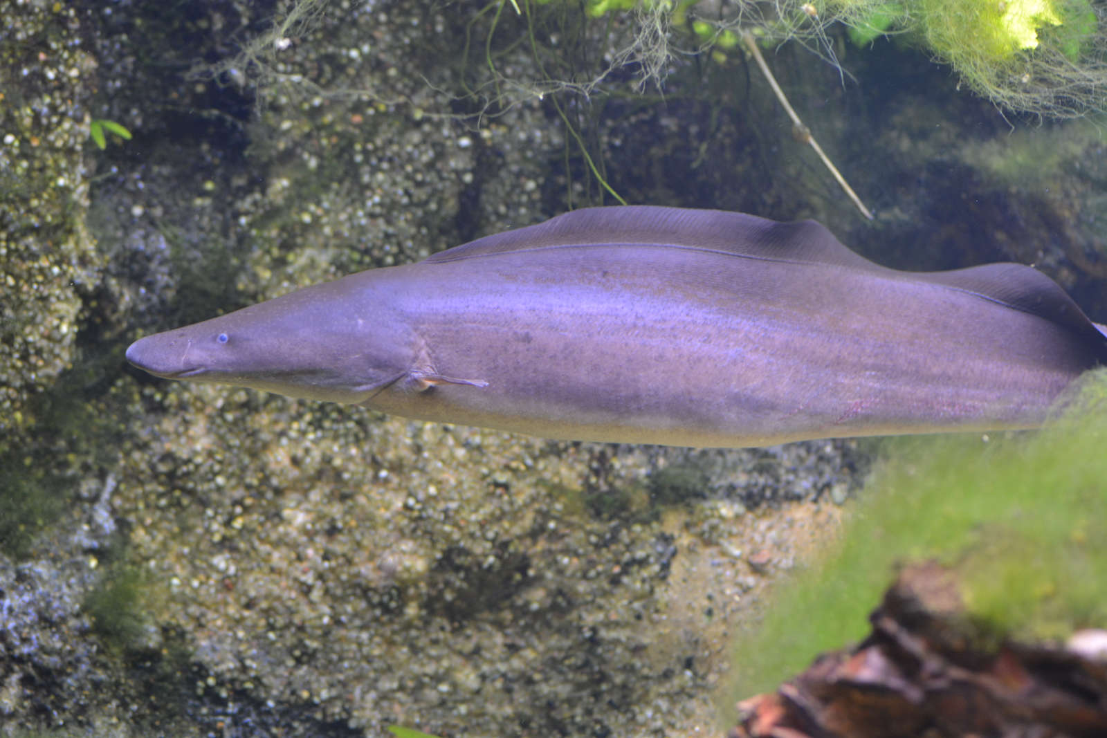 Gymnarque du Nil | Aquarium tropical | Palais de la Porte Dorée