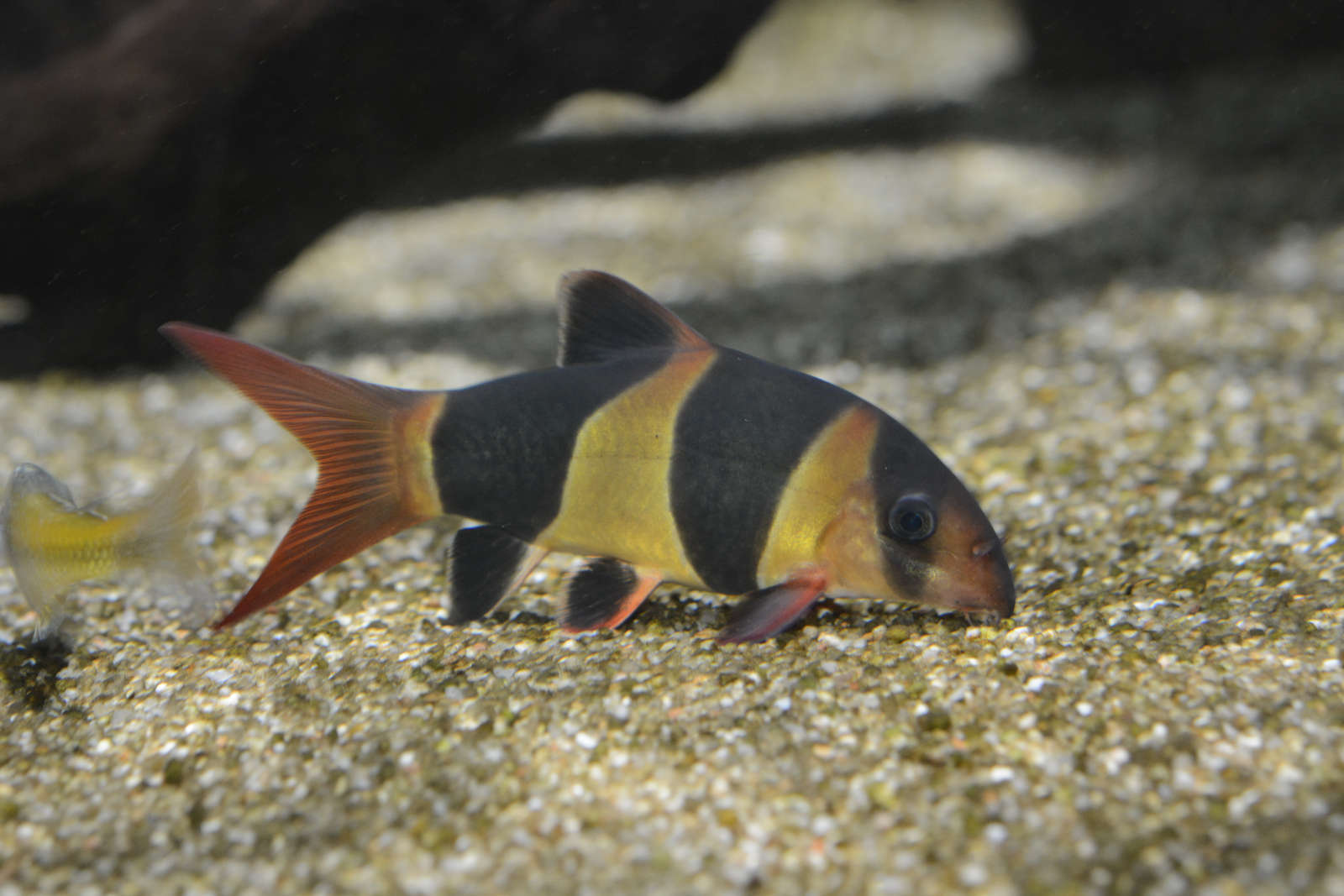 Loche-clown | Aquarium tropical | Palais de la Porte Dorée