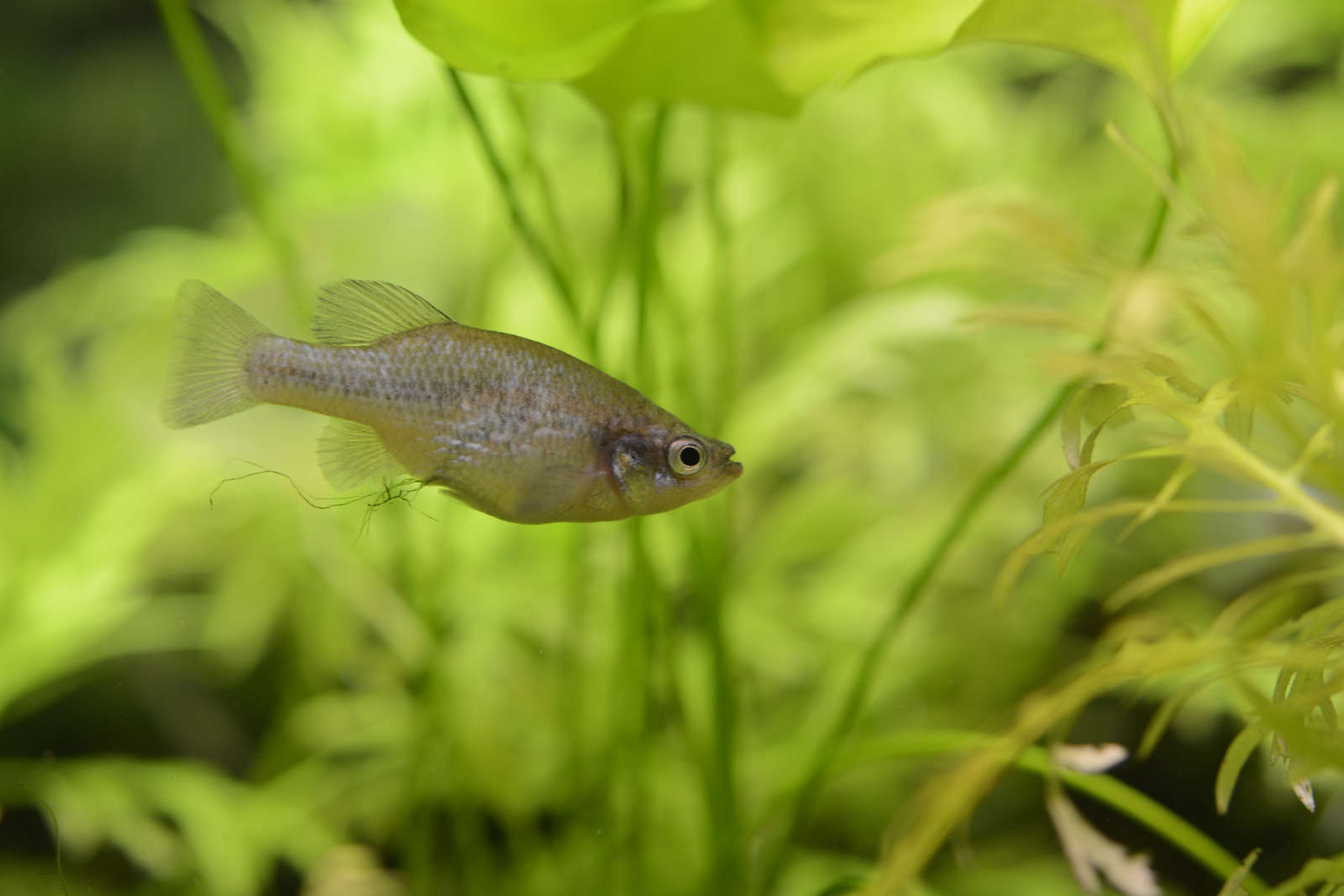 Xenoophorus | Aquarium tropical | Palais de la Porte Dorée