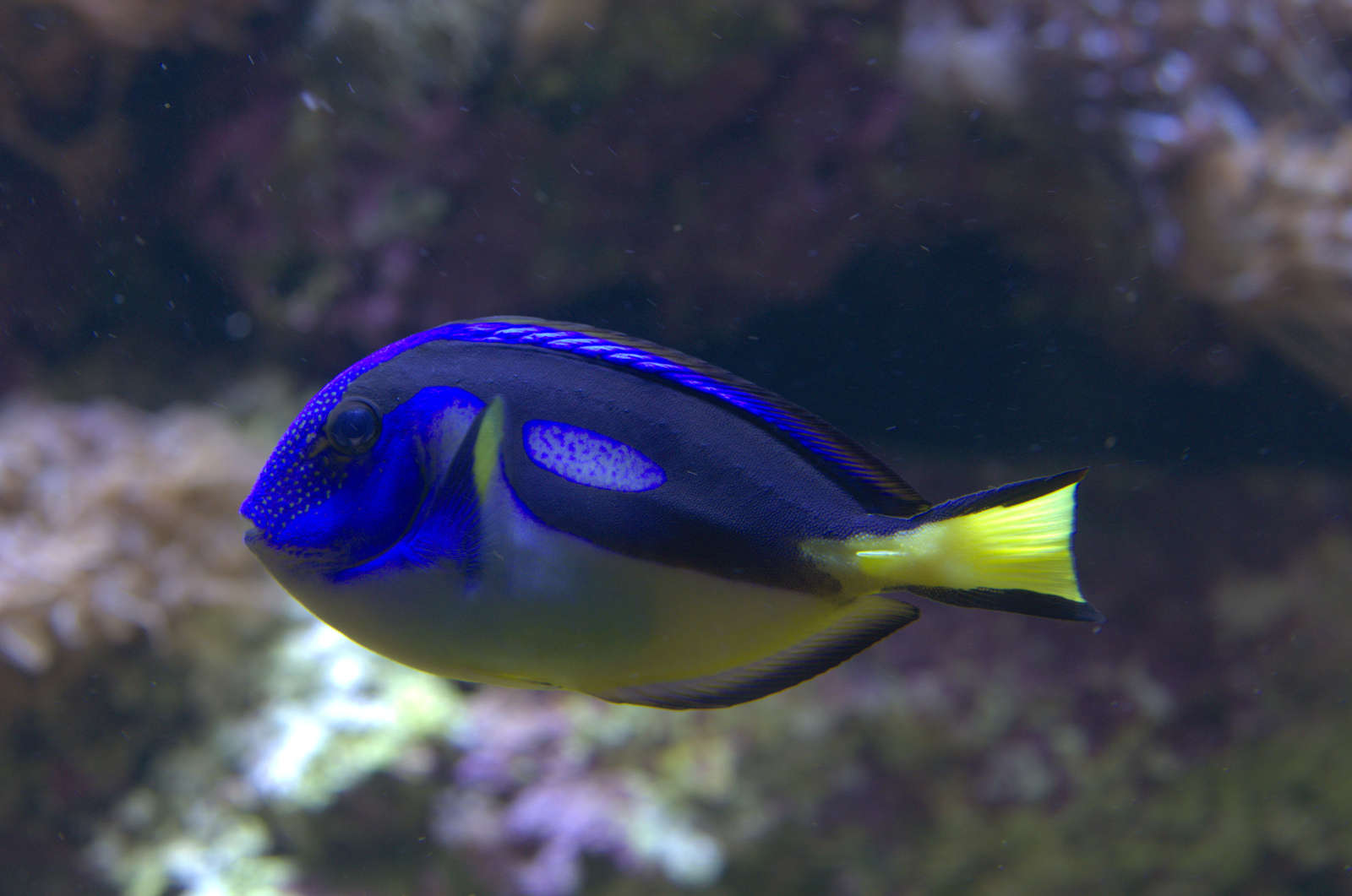 Chirurgien palette | Aquarium tropical | Palais de la Porte Dorée