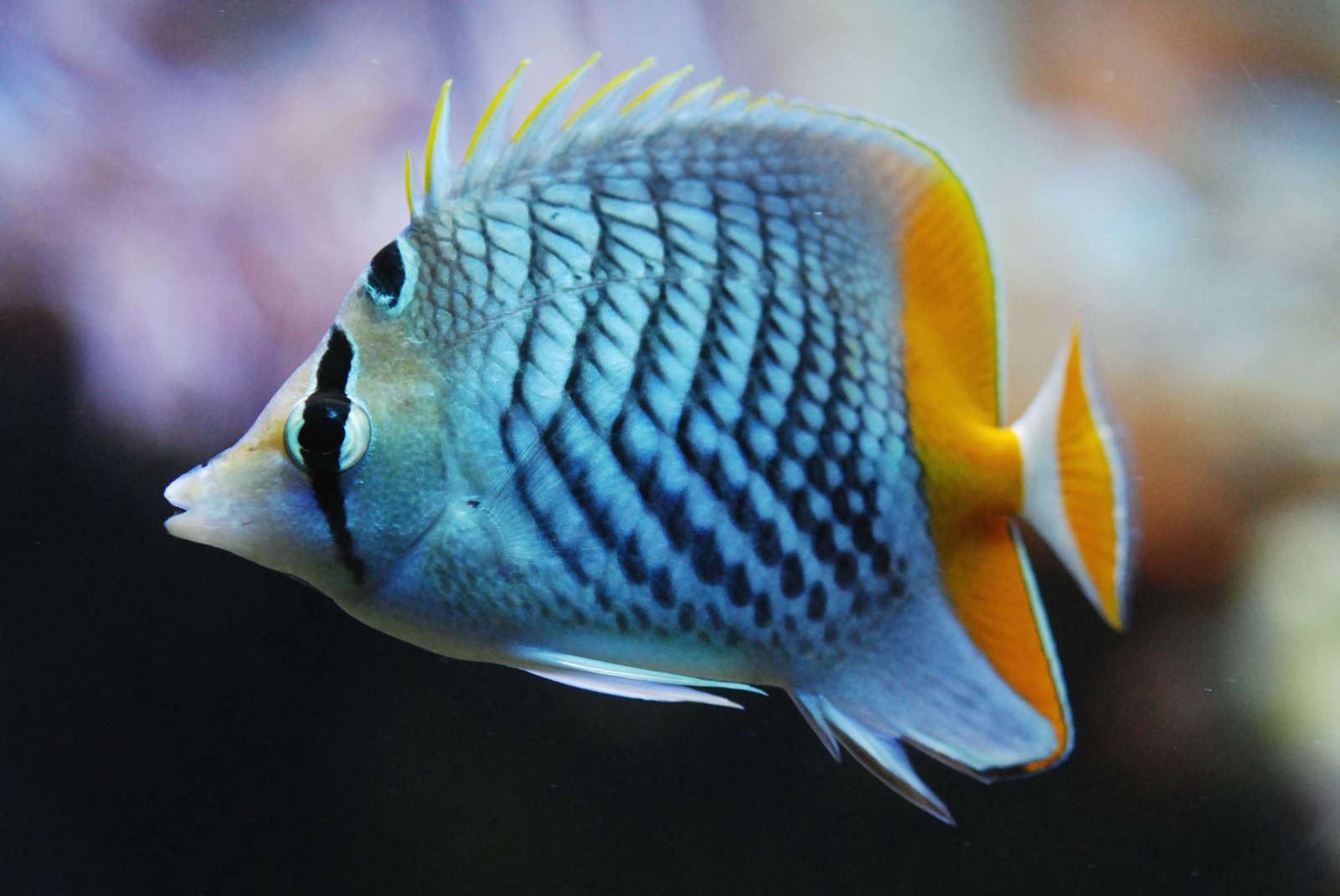 Poisson-papillon orange | Aquarium tropical | Palais de la Porte Dorée