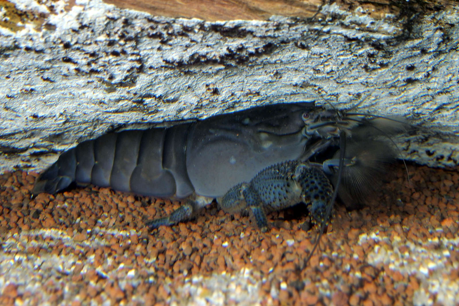 Crevette bleue du Gabon | Aquarium tropical | Palais de la Porte Dorée