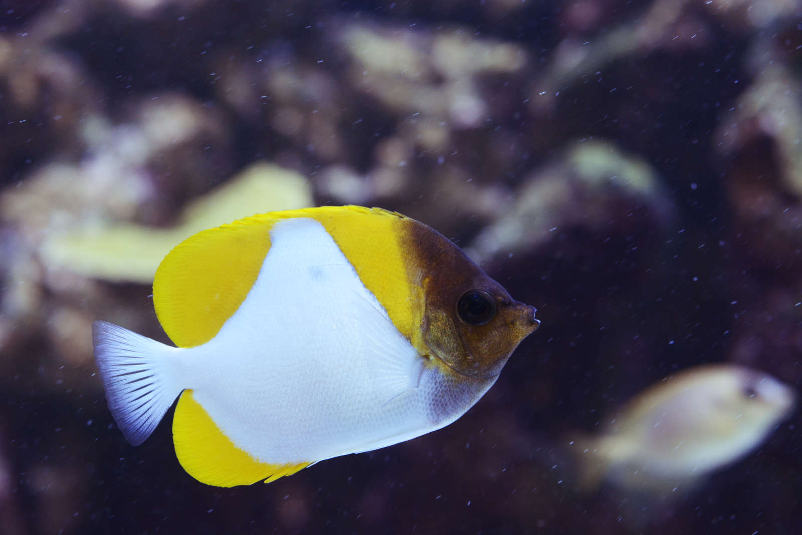 Poisson-papillon pyramide jaune | Aquarium tropical | Palais de la ...