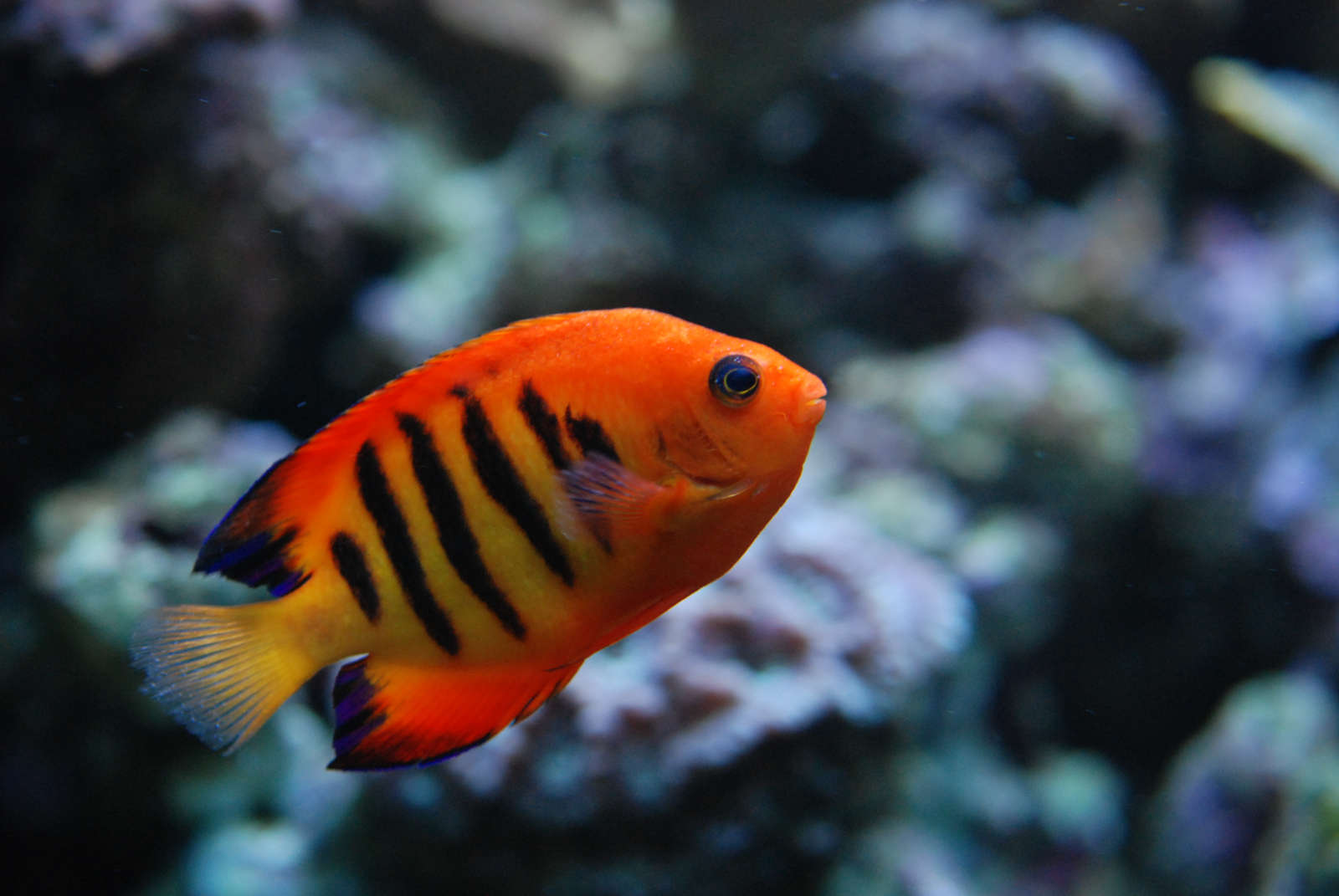 Poisson-ange nain flamme | Aquarium tropical | Palais de la Porte Dorée