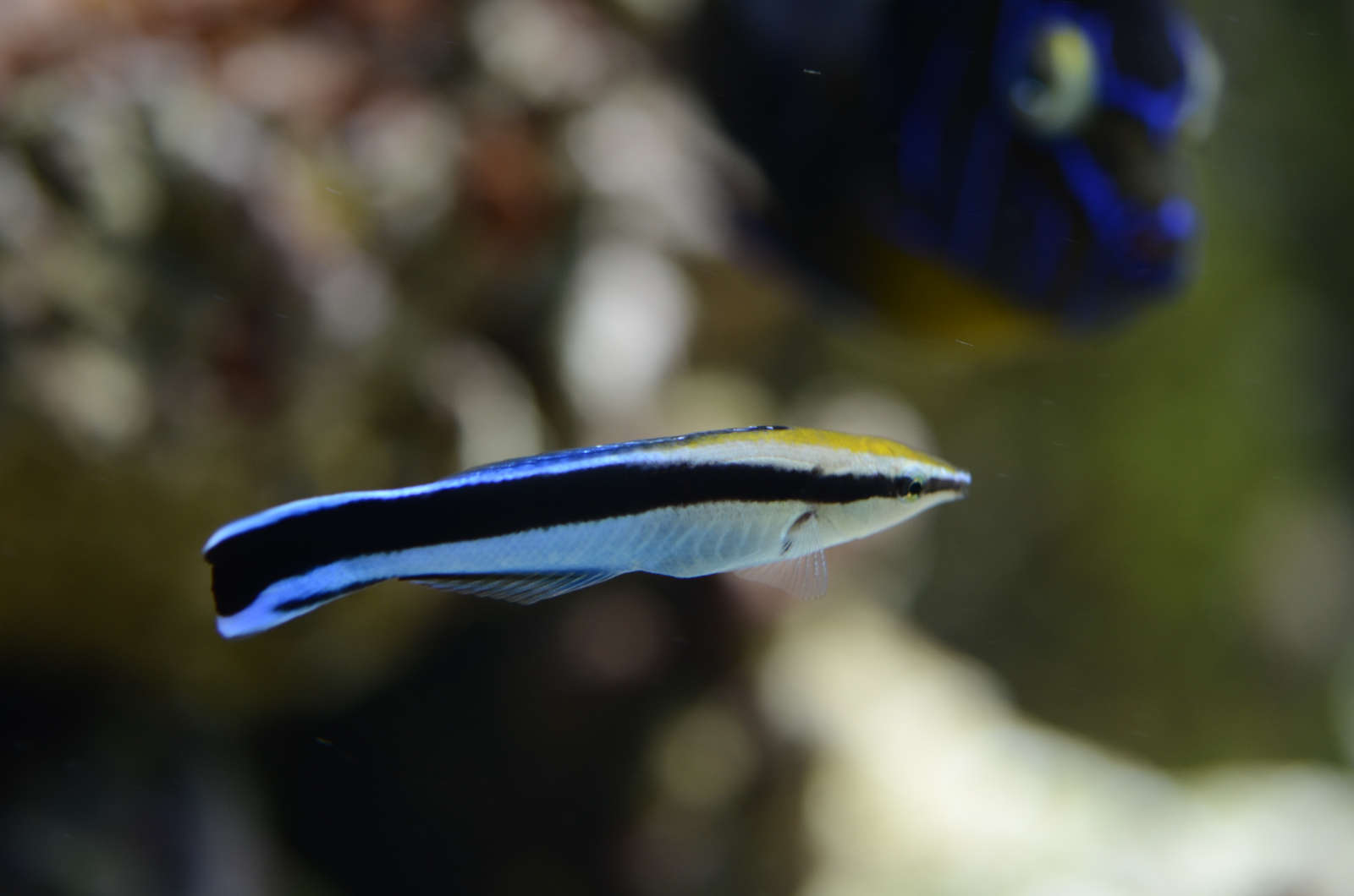 Labre nettoyeur | Aquarium tropical | Palais de la Porte Dorée