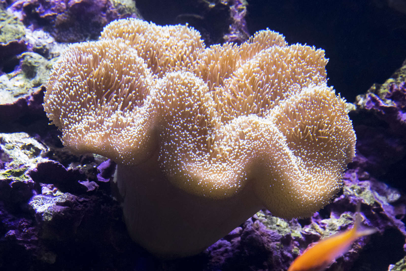 Sarcophyton | Aquarium tropical | Palais de la Porte Dorée