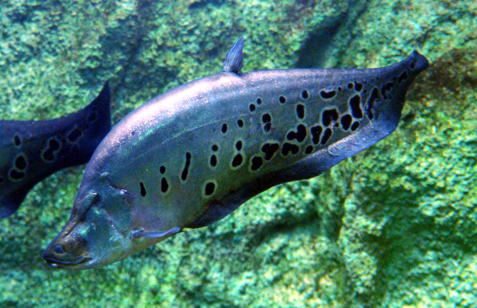 Poisson-couteau ocellé | Aquarium tropical | Palais de la Porte Dorée