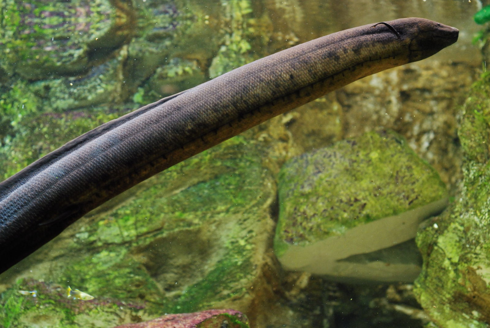 South American lungfish (dipnoi) | Aquarium tropical | Palais de la ...
