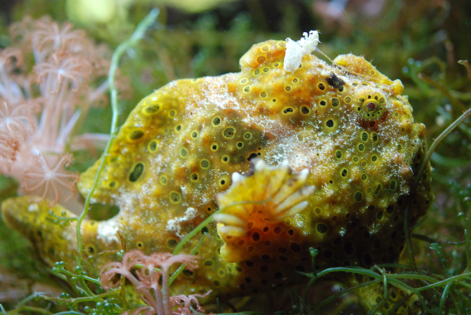 Poisson-pêcheur | Aquarium tropical | Palais de la Porte Dorée