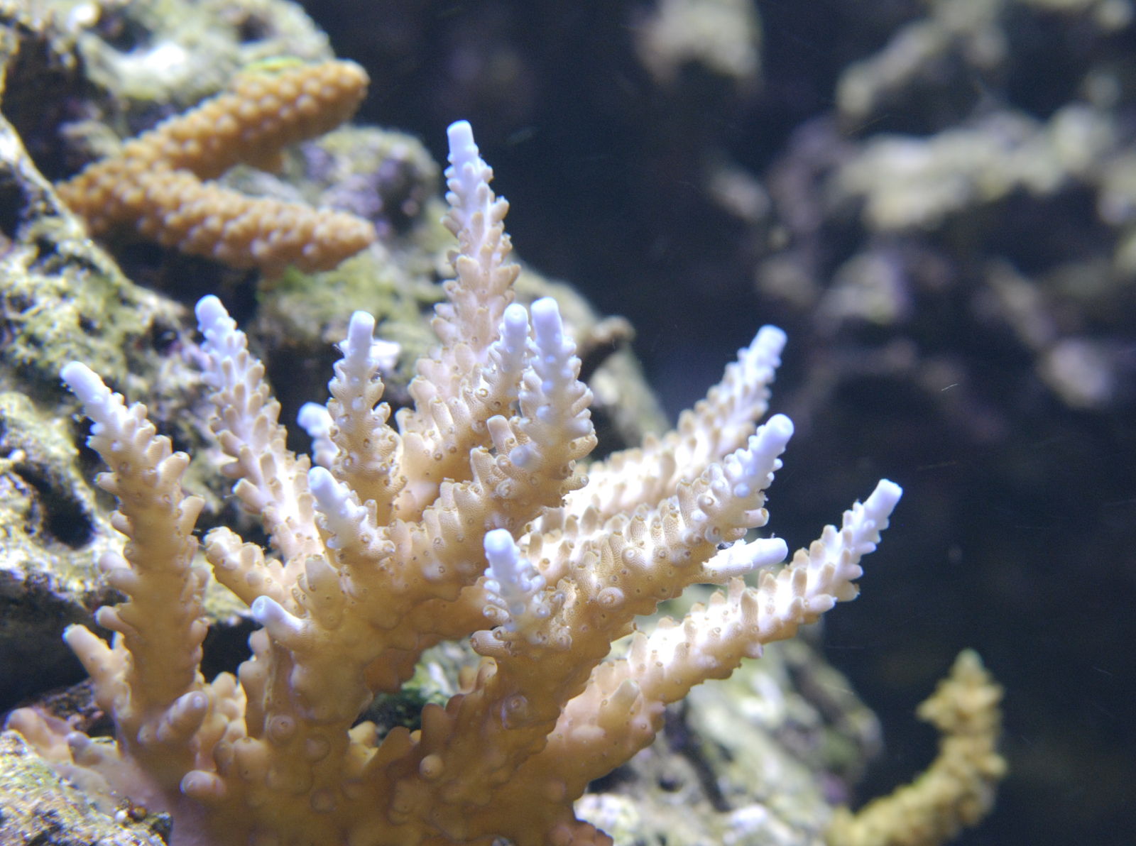 Acropora | Aquarium tropical | Palais de la Porte Dorée