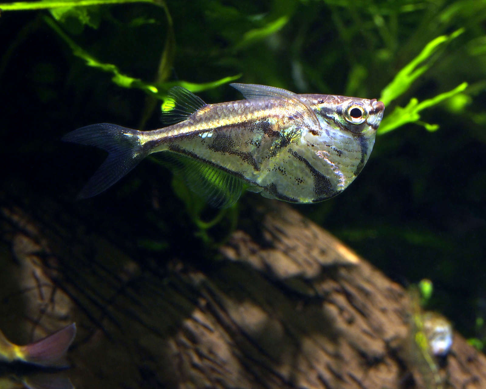 Poisson hachette marbré | Aquarium tropical | Palais de la Porte Dorée