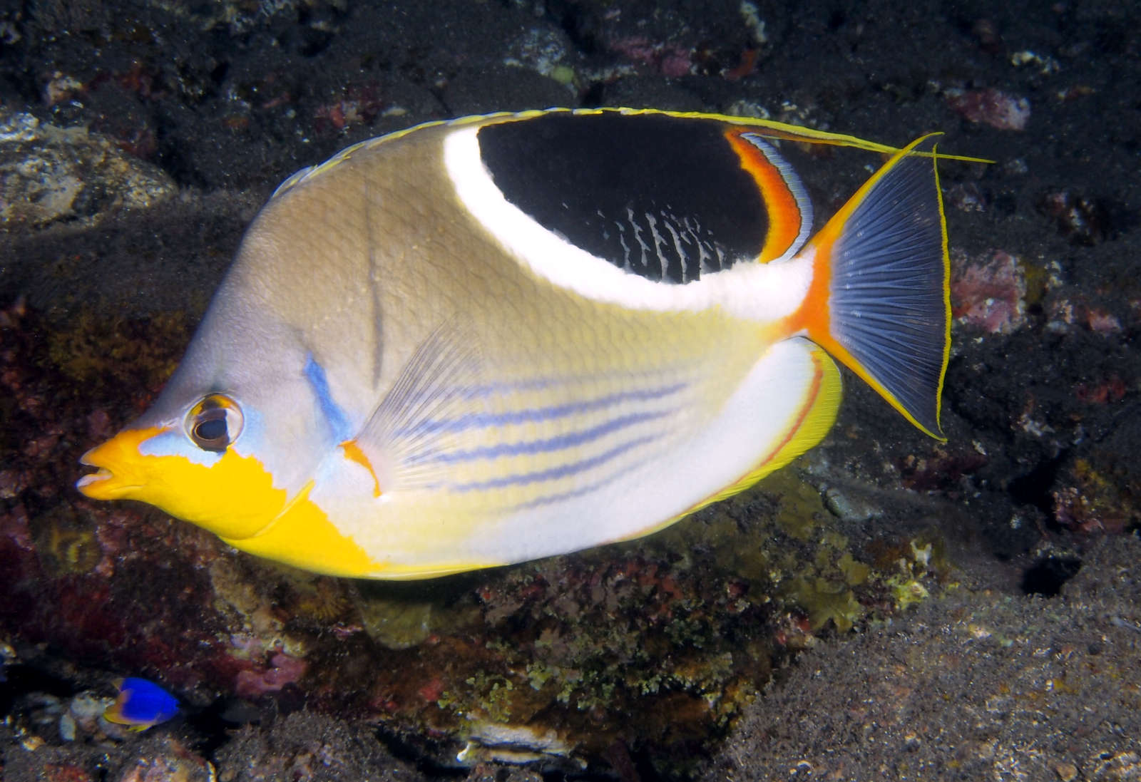 Poisson-papillon à selle noire | Aquarium tropical | Palais de la Porte ...
