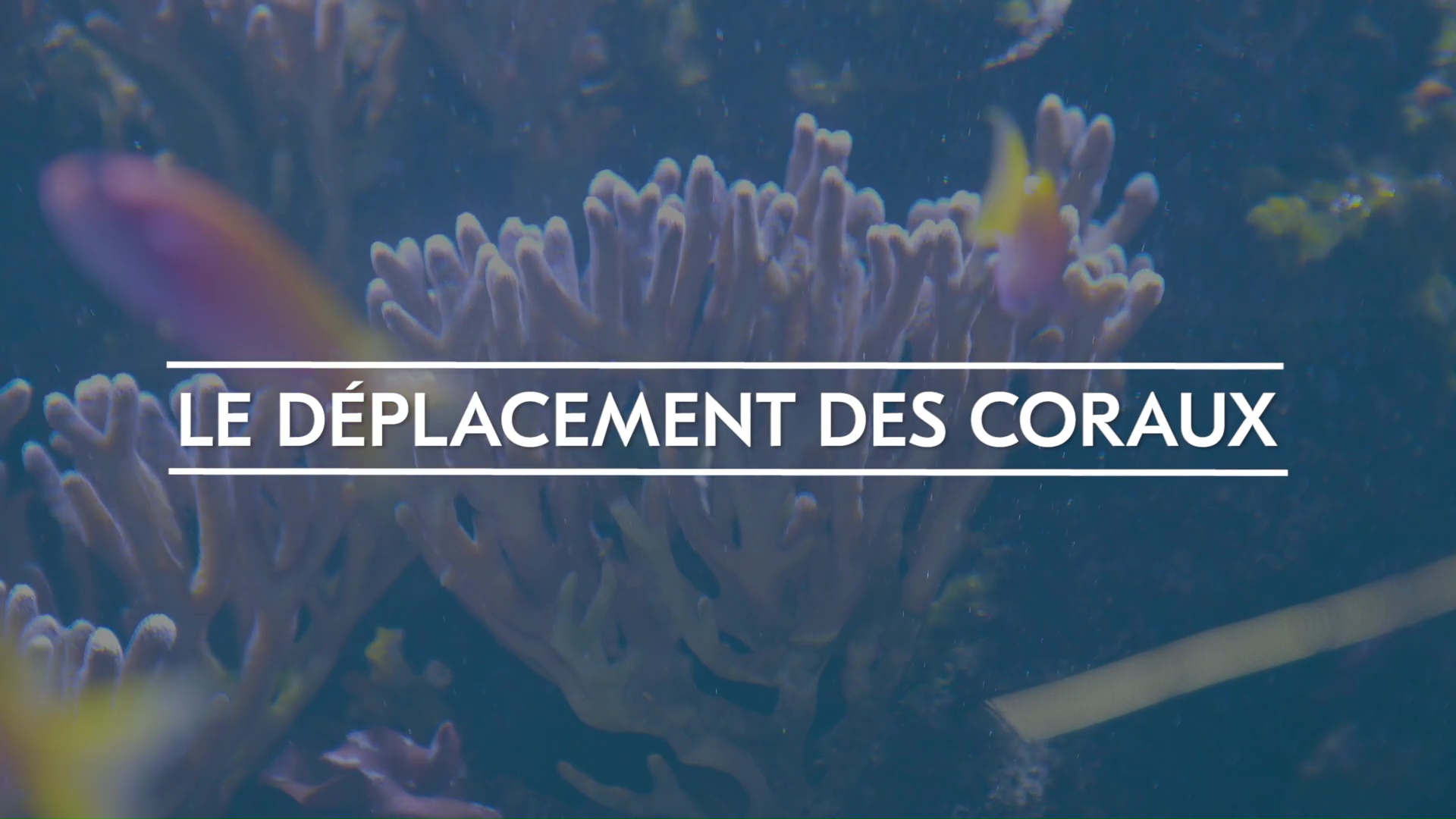 Le déplacement des coraux | Aquarium tropical | Palais de la Porte Dorée