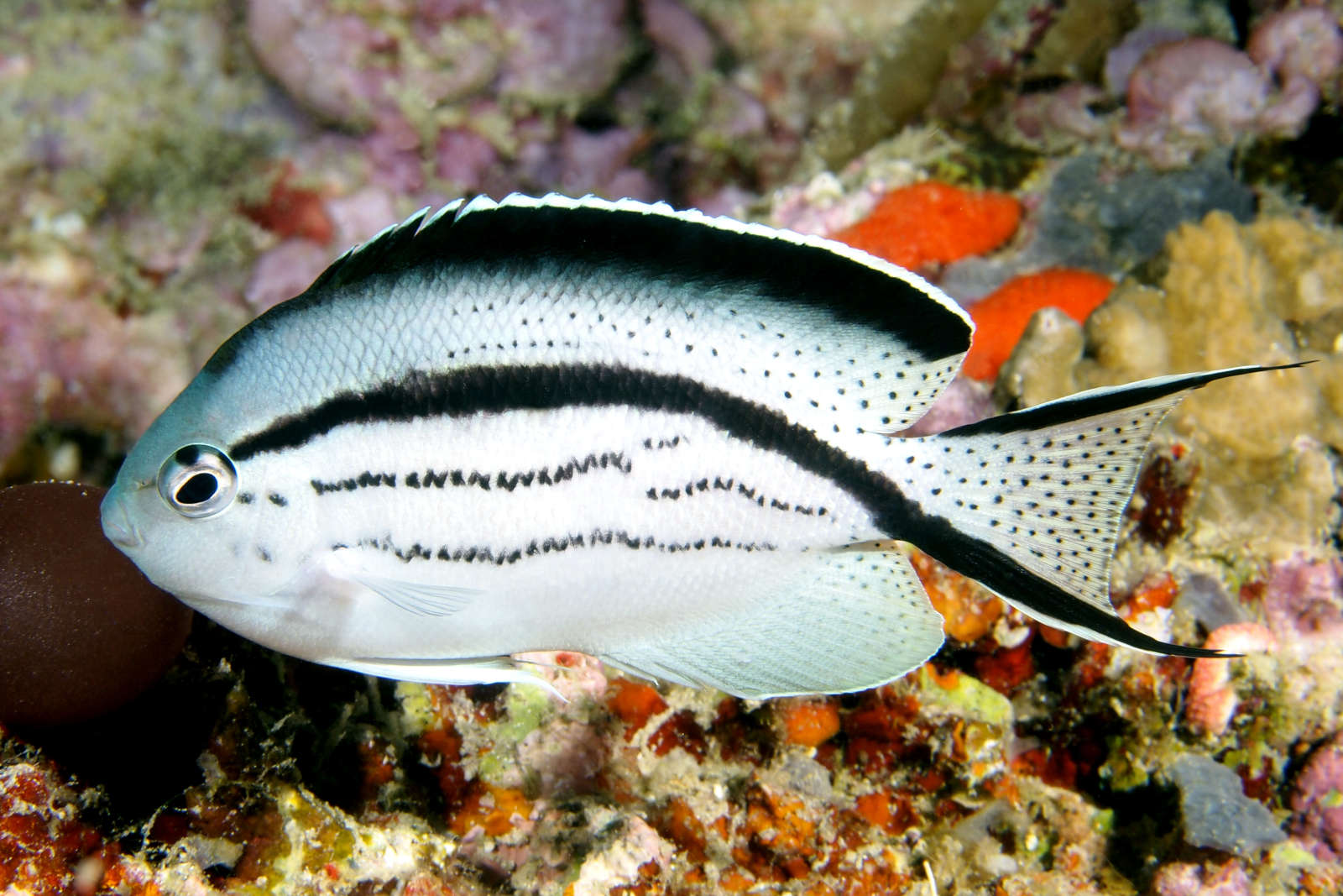 Poisson-ange lyre de Lamarck | Aquarium tropical | Palais de la Porte Dorée