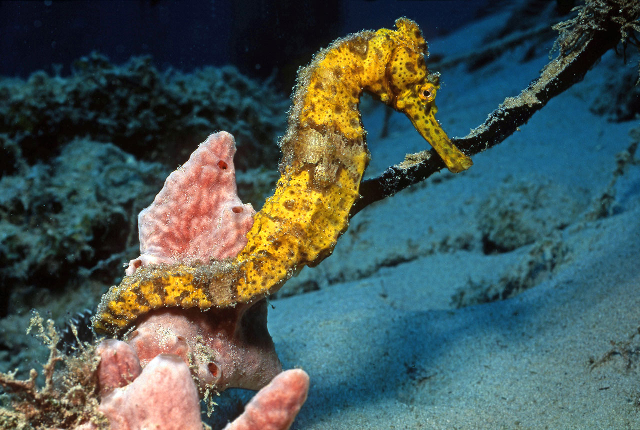 Hippocampes ? | Aquarium tropical | Palais de la Porte Dorée