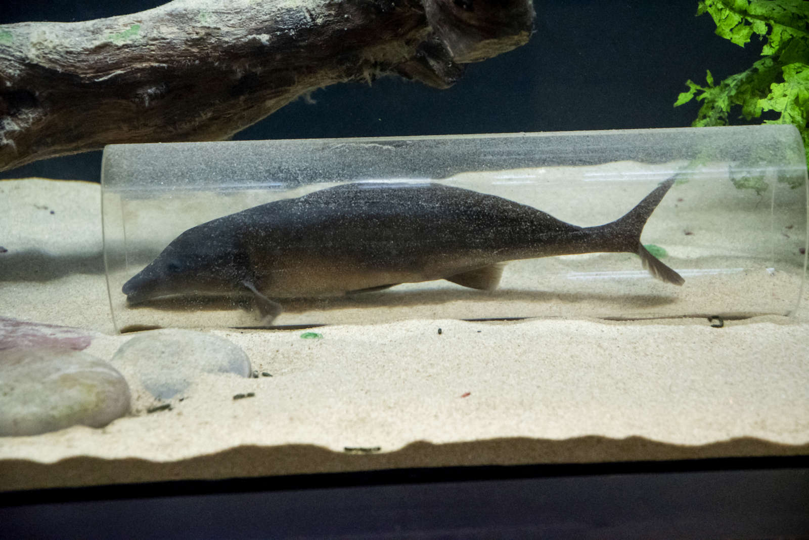 Mormyrus rume | Aquarium tropical | Palais de la Porte Dorée