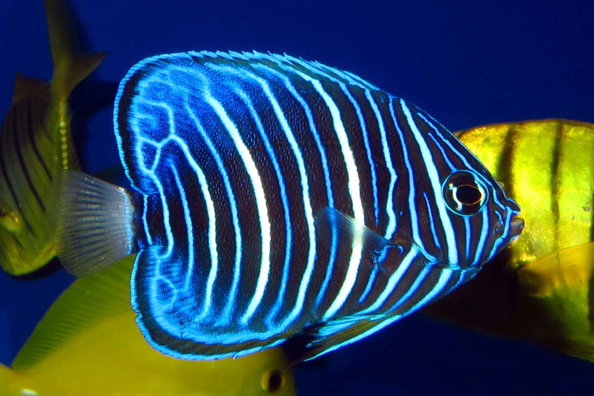 Poisson-ange à anneau | Aquarium tropical | Palais de la Porte Dorée