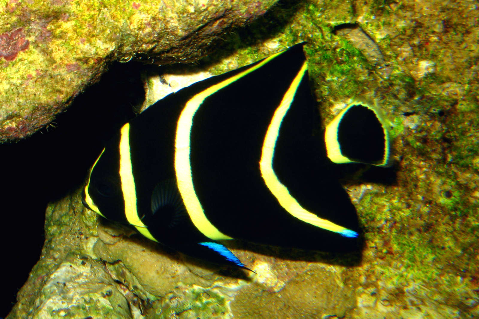 Poisson-ange français | Aquarium tropical | Palais de la Porte Dorée