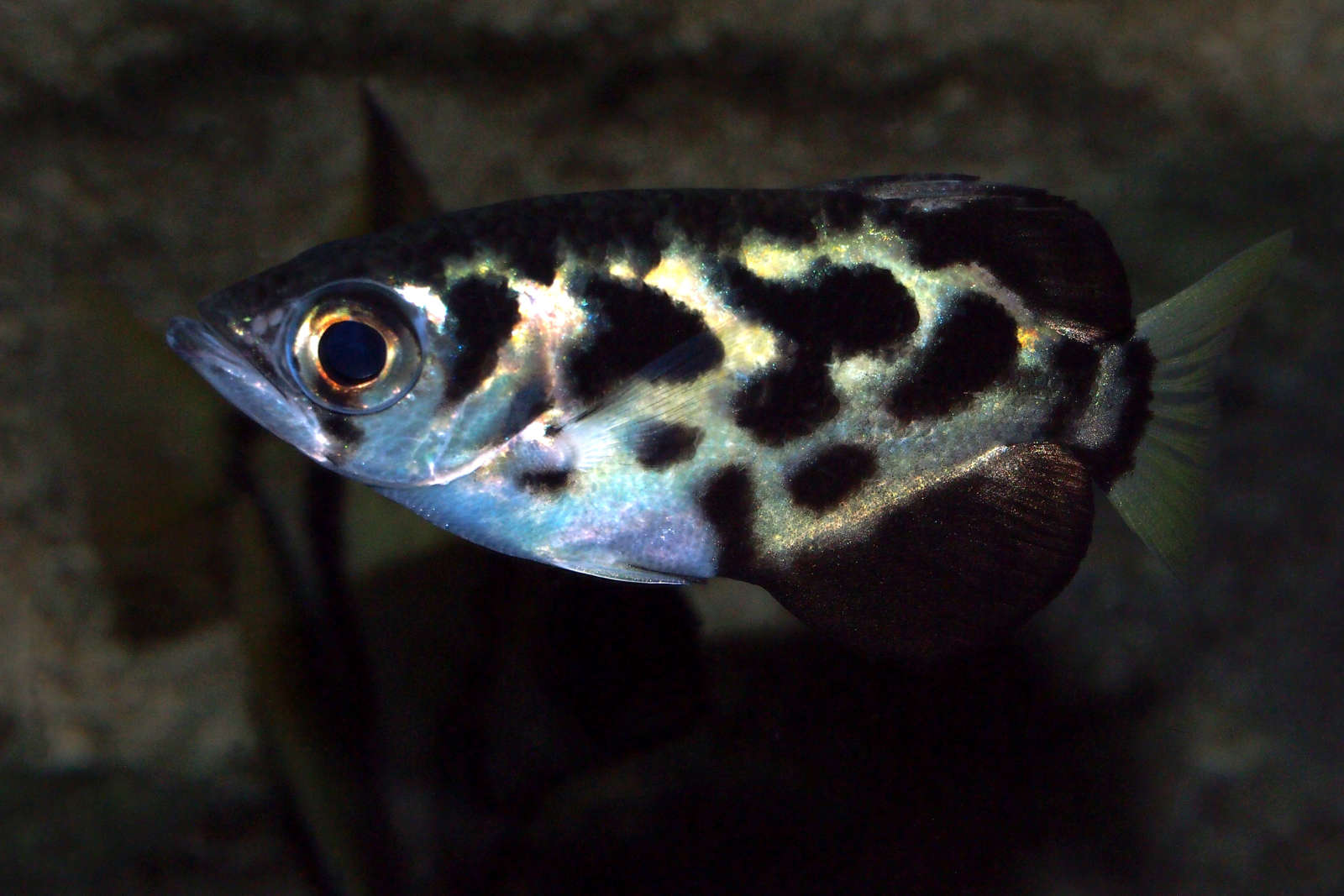 Poisson-archer ou toxote | Aquarium tropical | Palais de la Porte Dorée